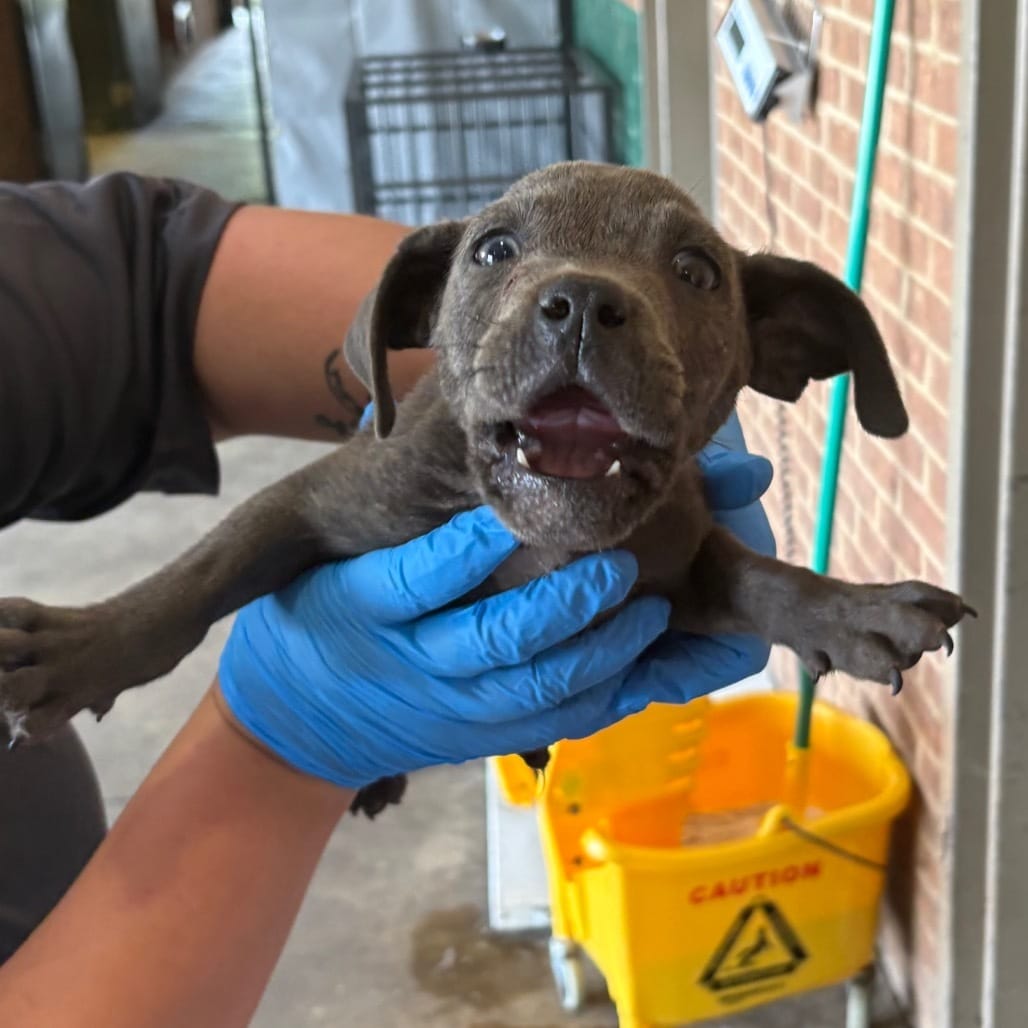 Adopt Faucy Today - Pets TheCountyOffice
