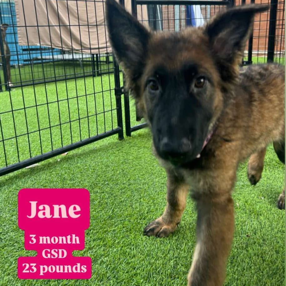 Adopt Jane Today - Pets TheCountyOffice