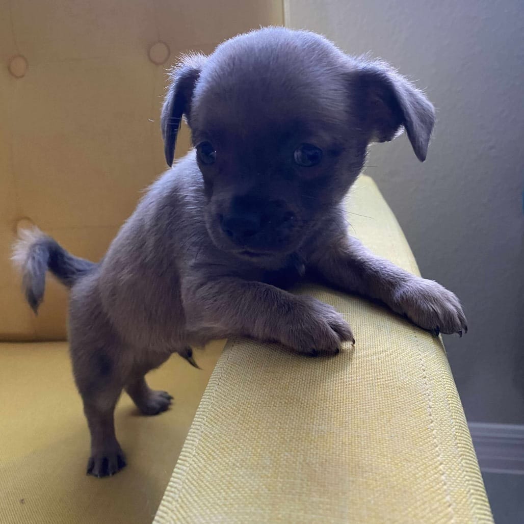 Adopt Rolex Today - Pets TheCountyOffice