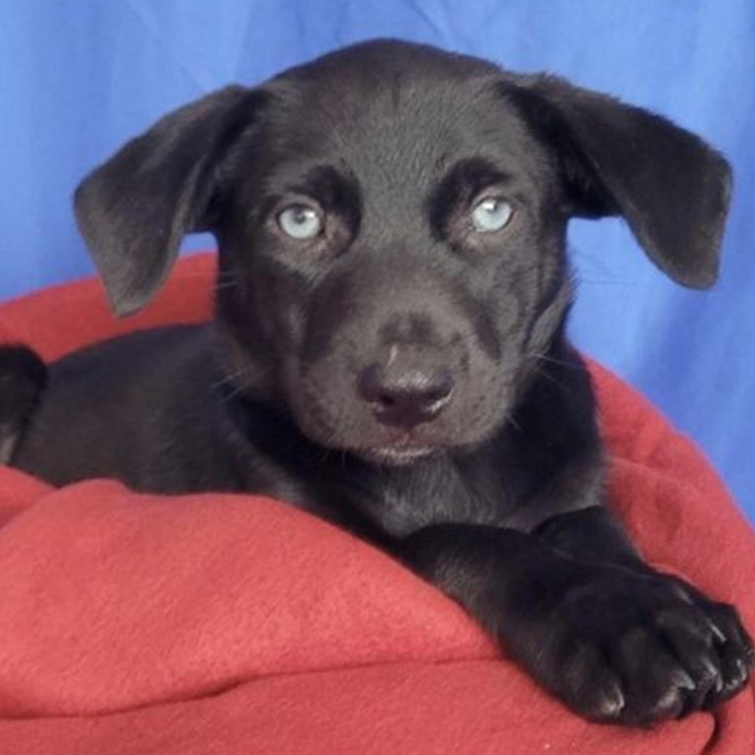 Adopt a Rianna - available at offsite adoption event Sunday 9/28 **please read bio for info ...