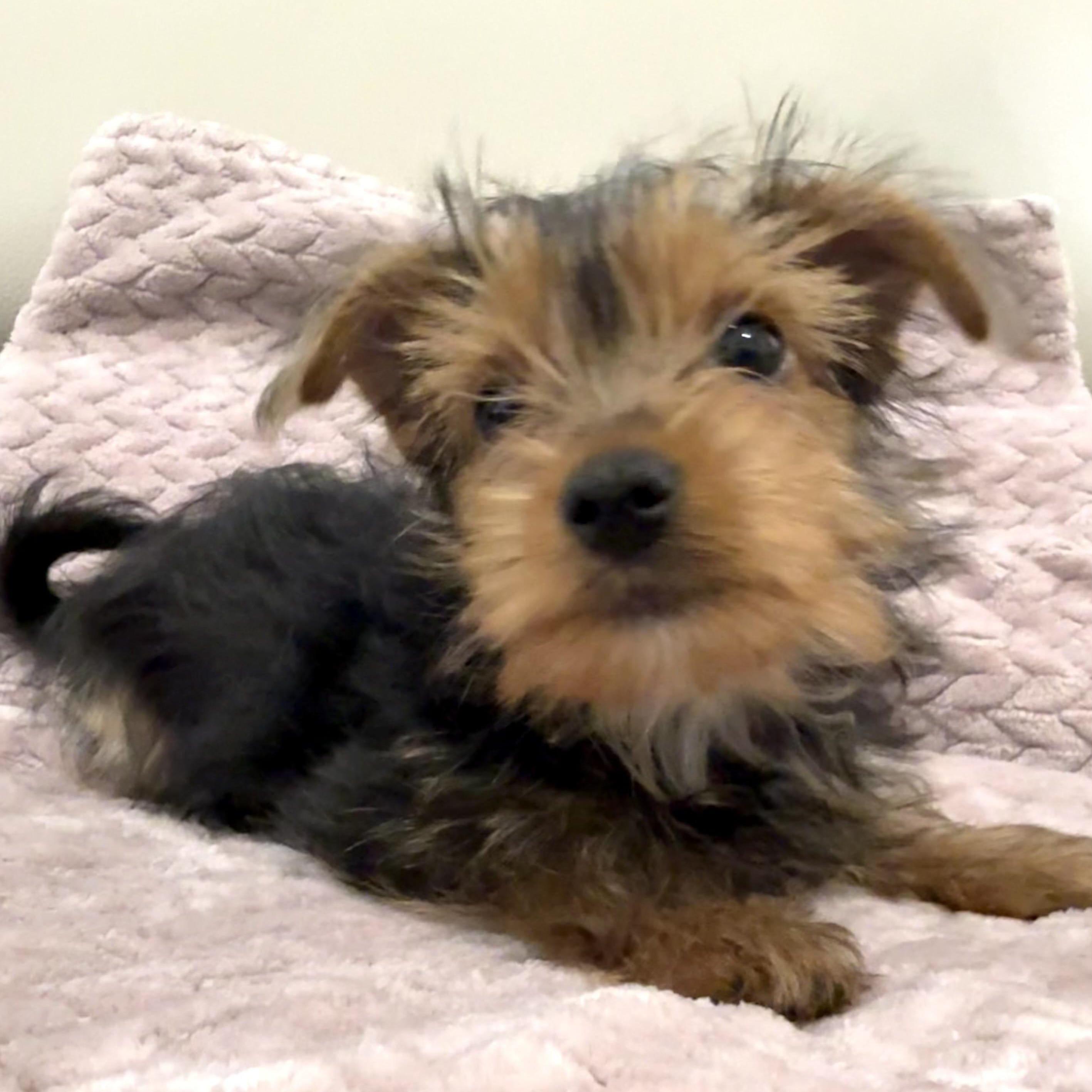 Adopt CJK the most adorable Yorkie boy puppy Today - Pets TheCountyOffice