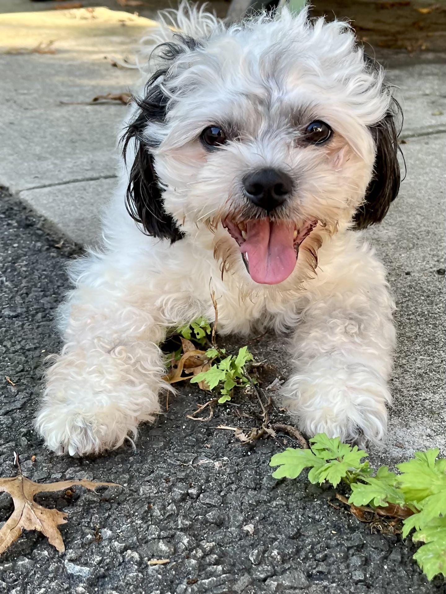 Adopt Lola Today - Pets TheCountyOffice