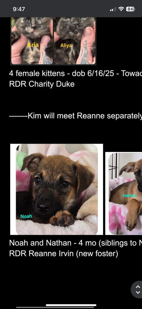 Adopt Noah Today - Pets TheCountyOffice