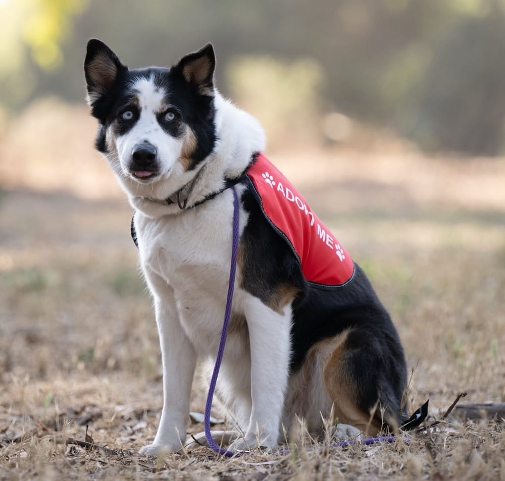 Animal Shelters in Colorado Springs, CO - Find Paw Pal