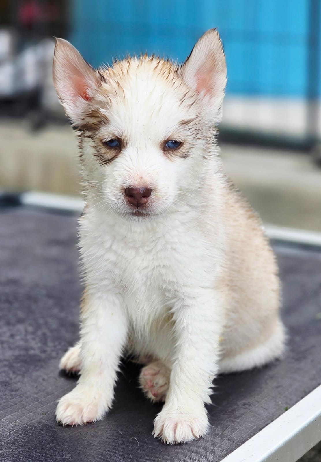 Adopt SIMBA Today - Pets TheCountyOffice