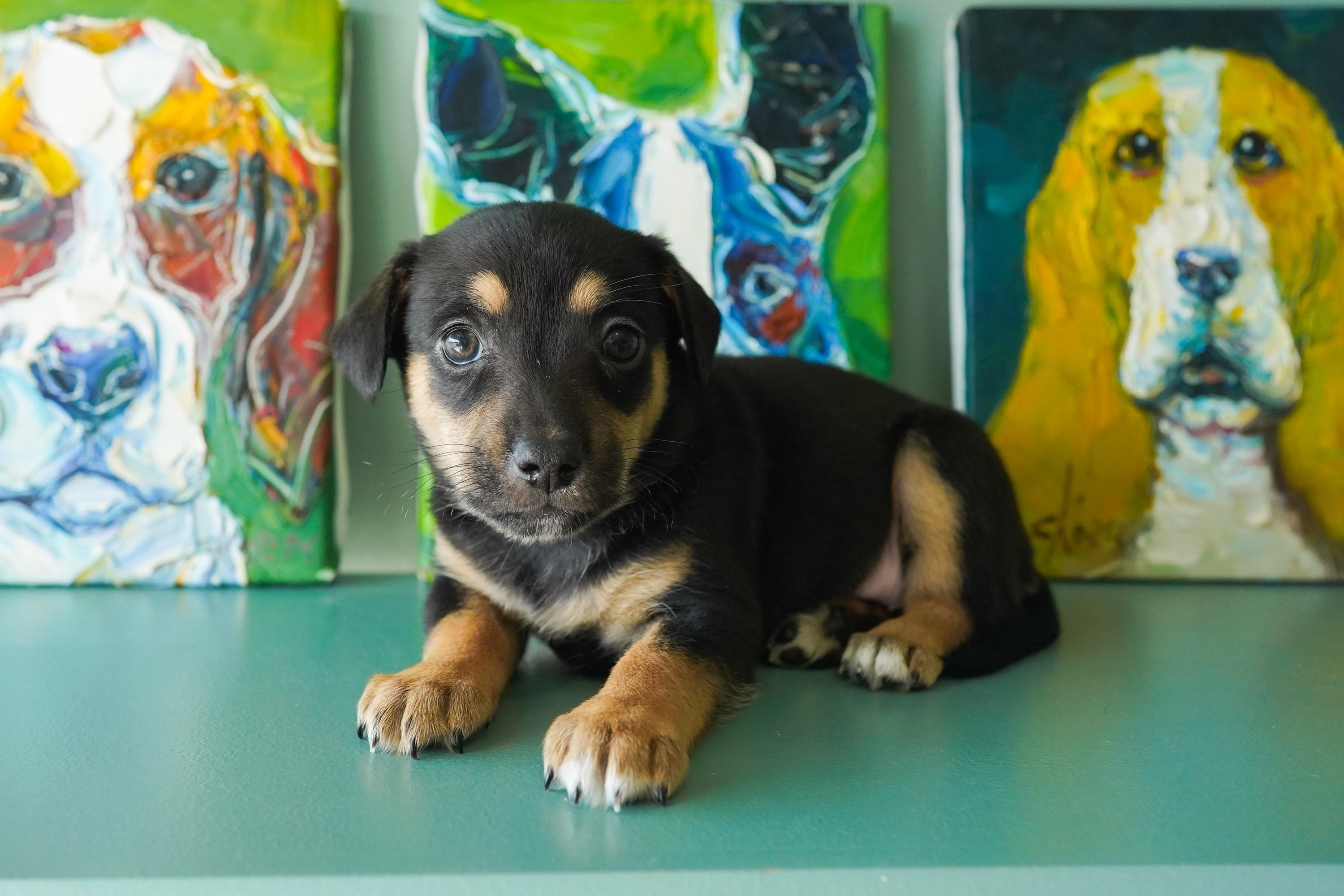 Adopt Plum Today - Pets TheCountyOffice