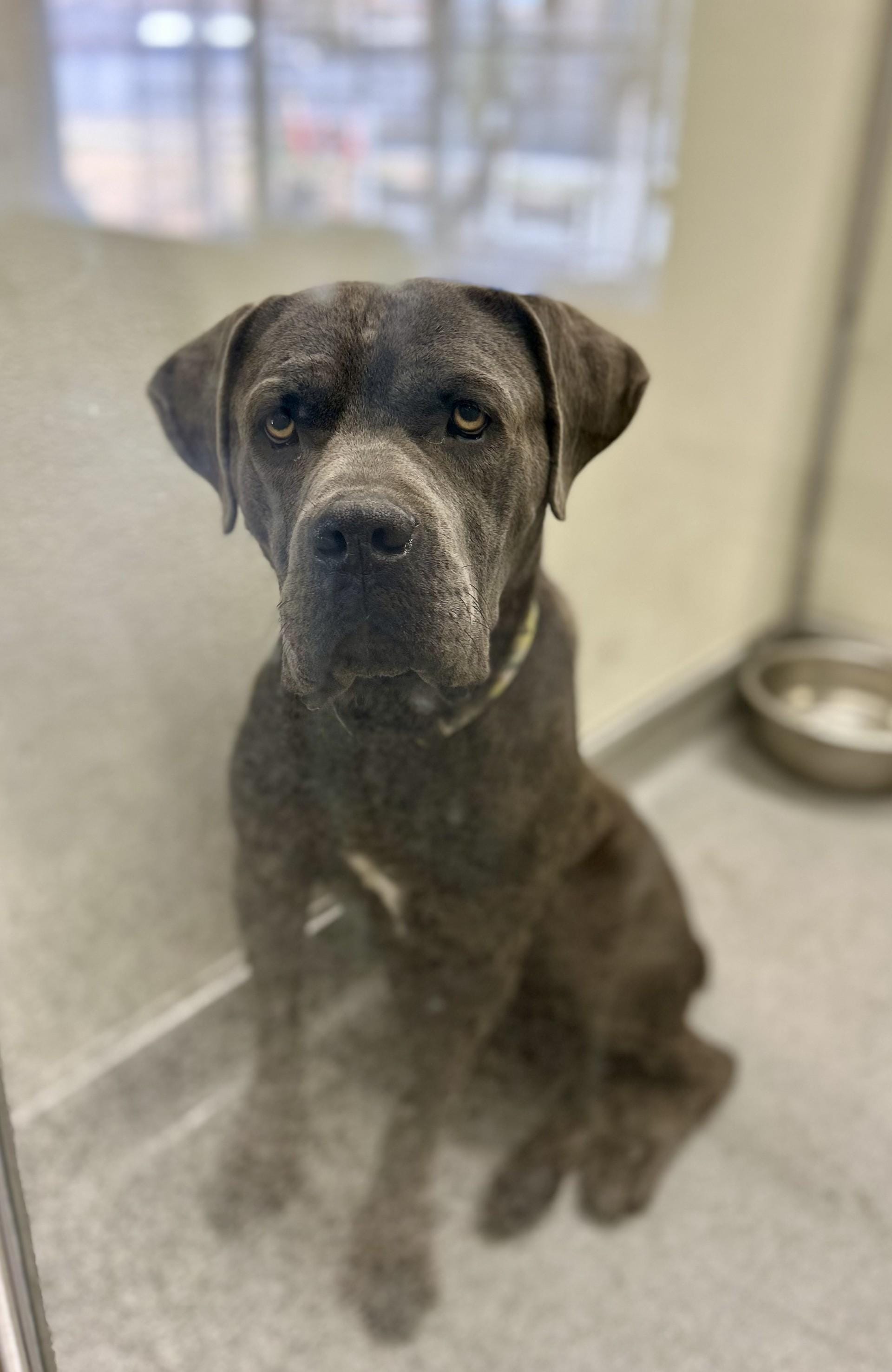 Adopt Maximus #4066 (1005) Today - Pets TheCountyOffice