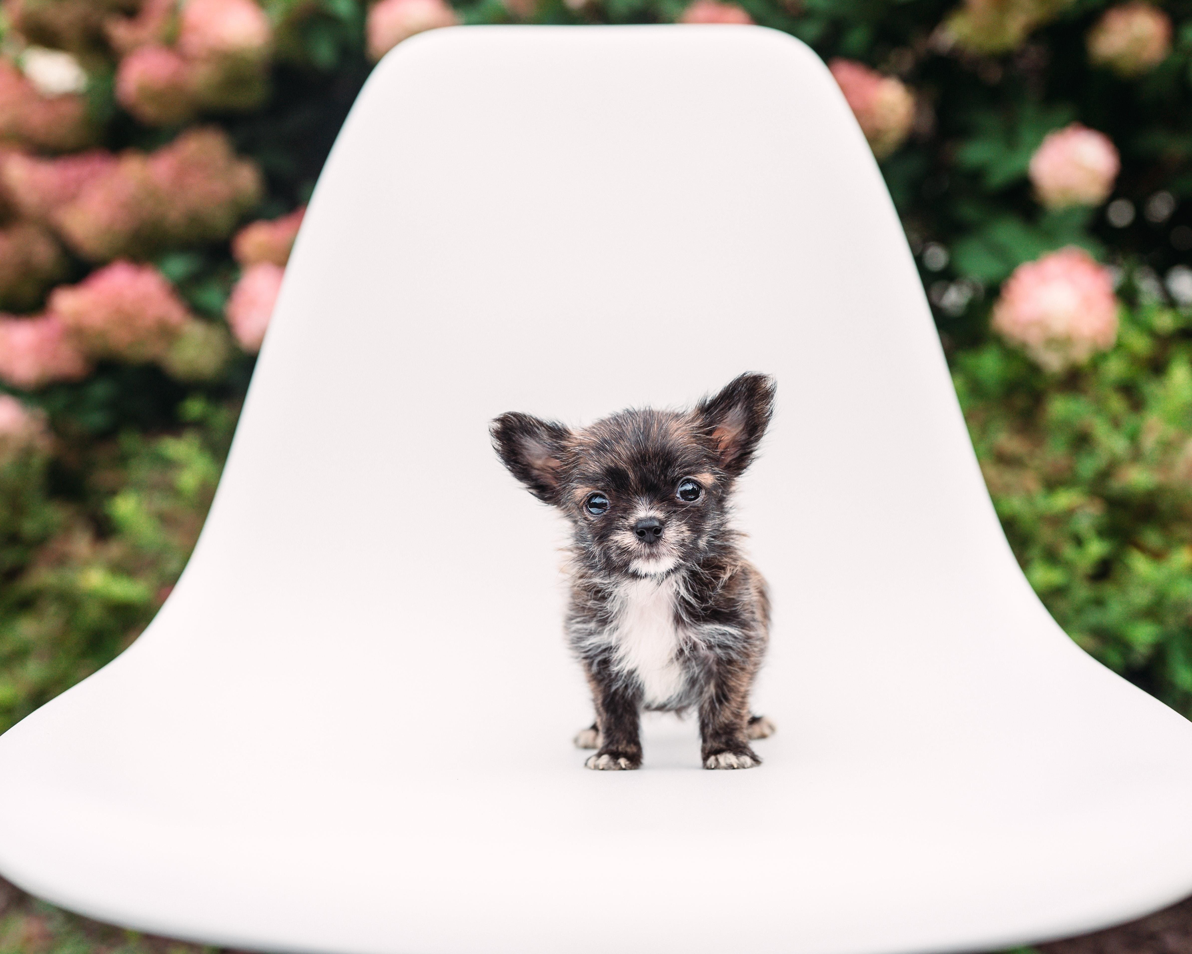 Adopt Hamster Today - Pets TheCountyOffice