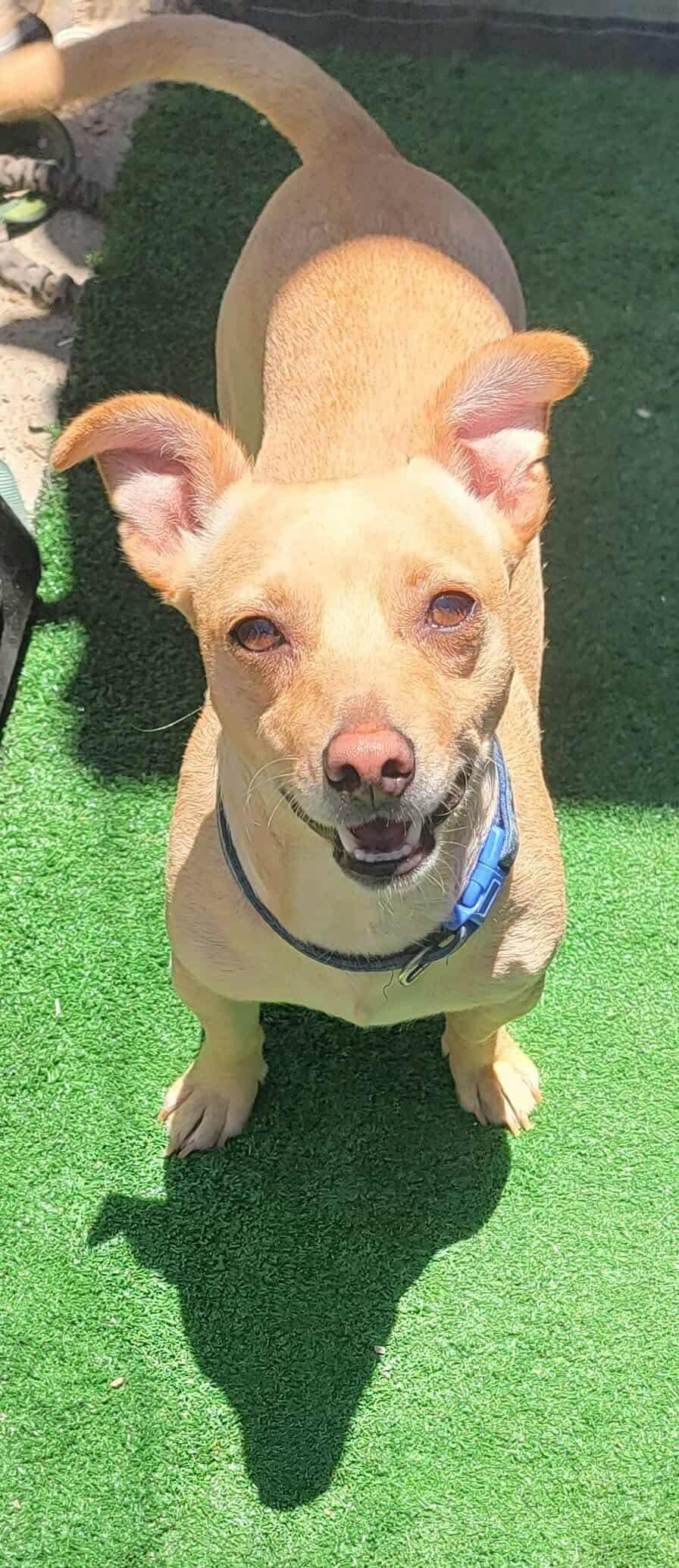 Adopt Jason Today - Pets TheCountyOffice