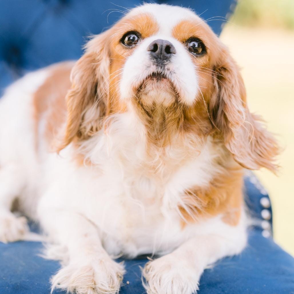 Adopt Ginger Snap Today - Pets TheCountyOffice