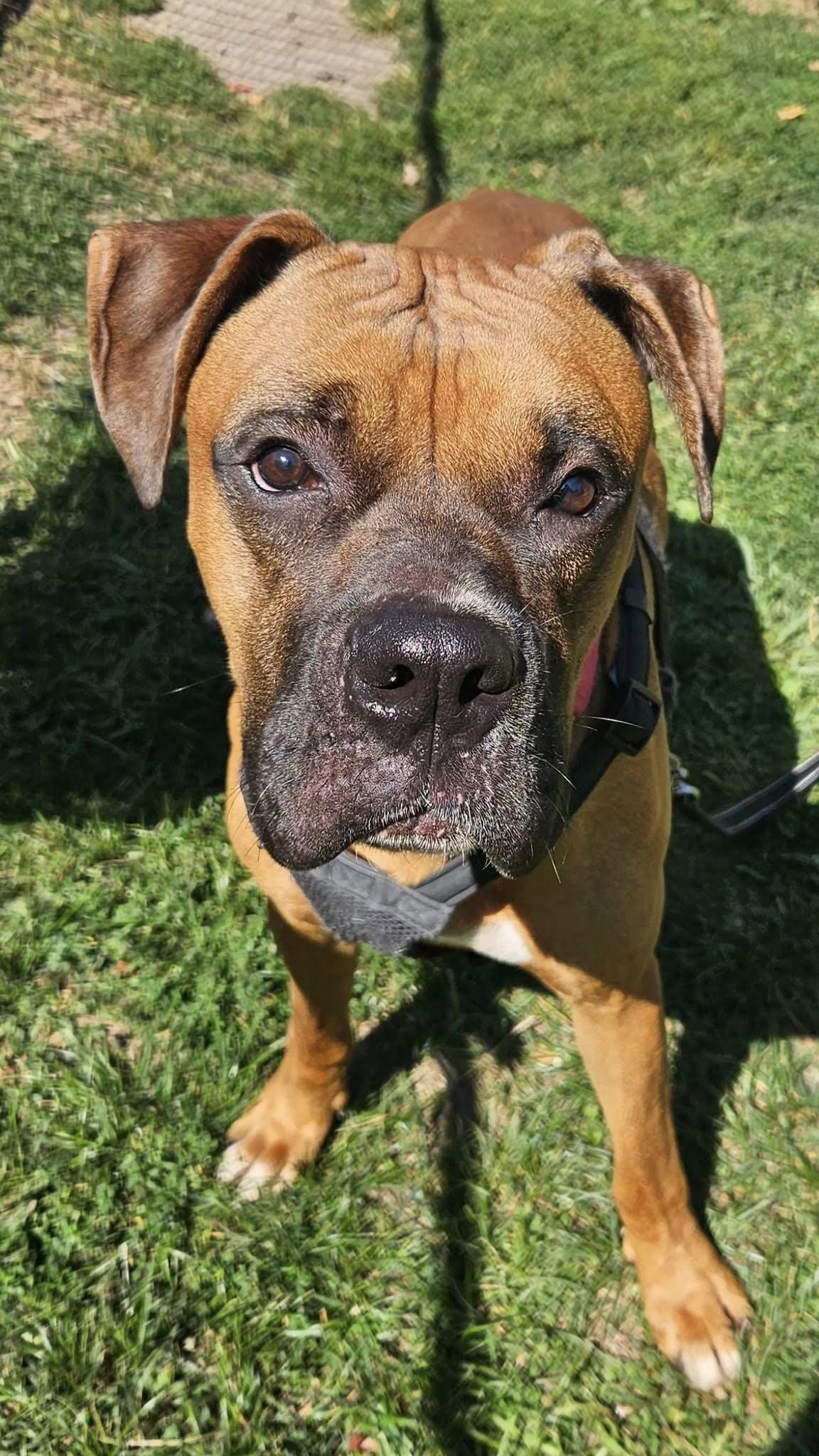 Adopt Liam Today - Pets TheCountyOffice