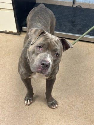 Adopt Igor Today - Pets TheCountyOffice
