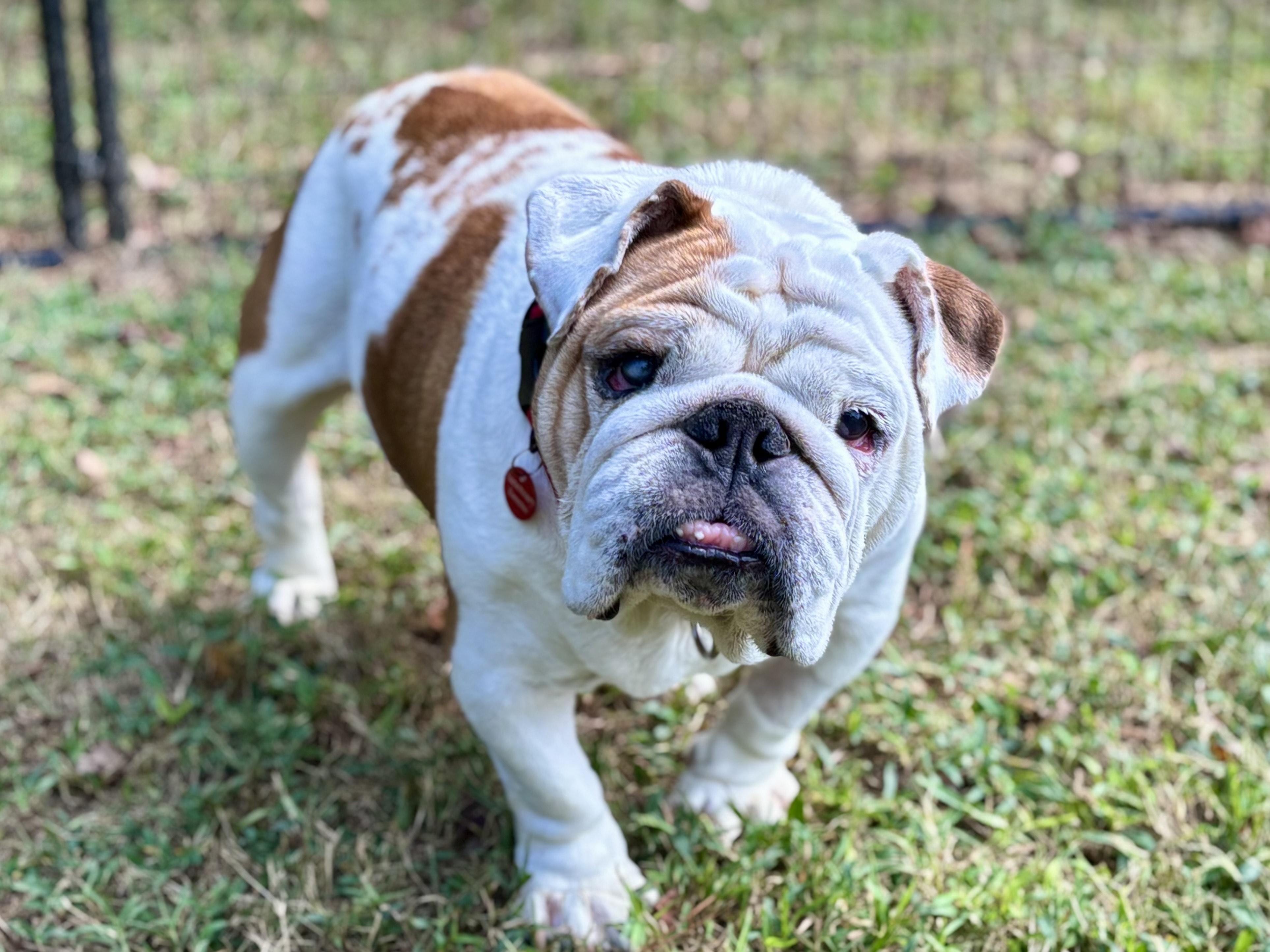 Adopt Jelly Roll Today - Pets TheCountyOffice