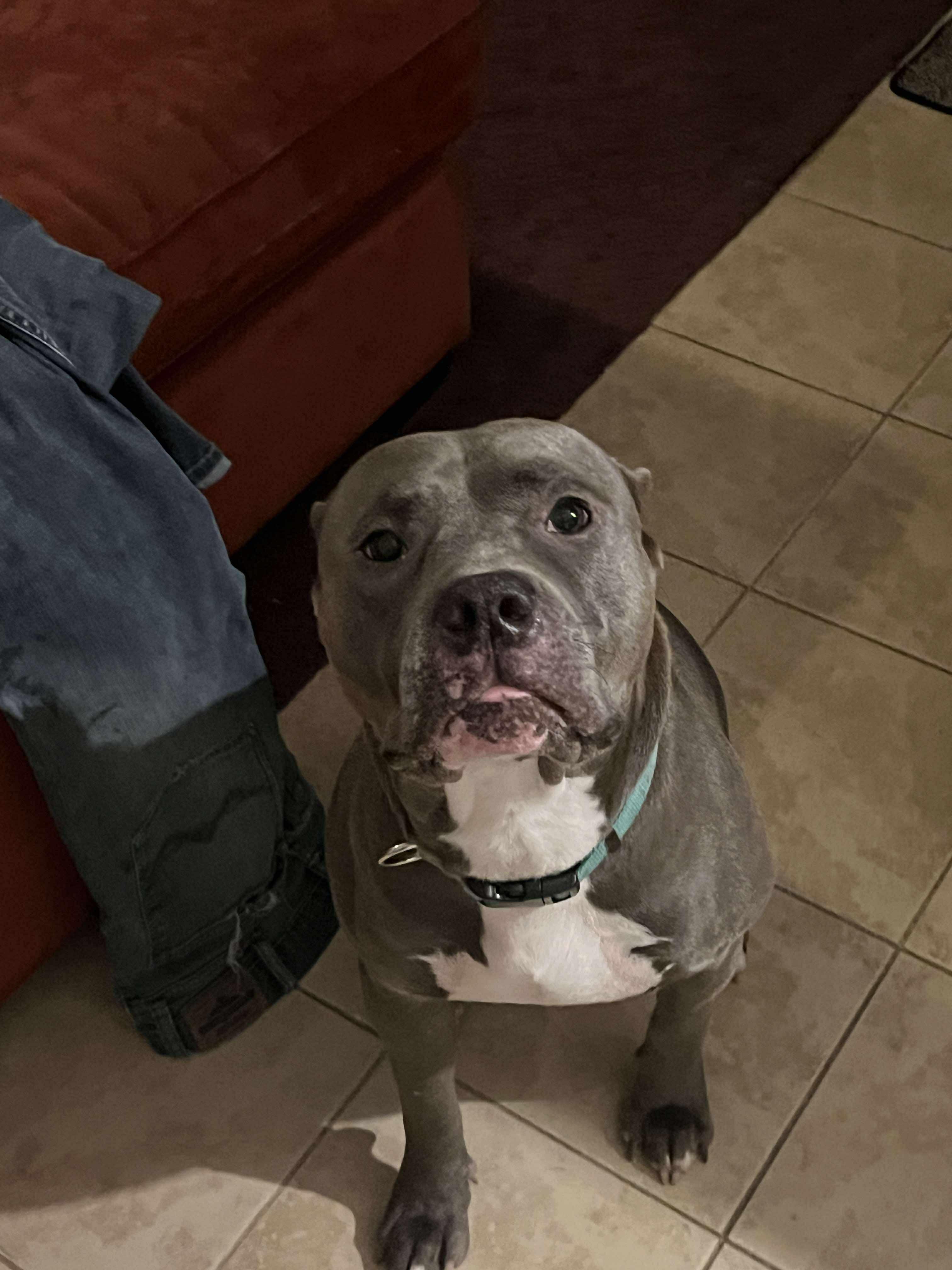 Adopt Crue Today - Pets TheCountyOffice