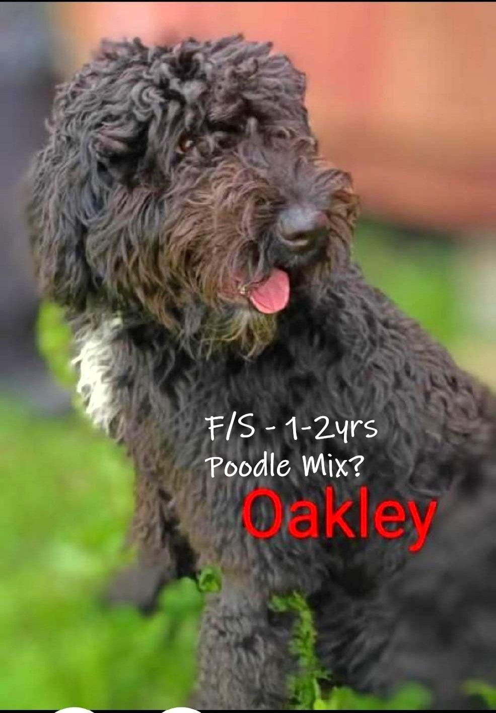 Adopt Oakley Today - Pets TheCountyOffice