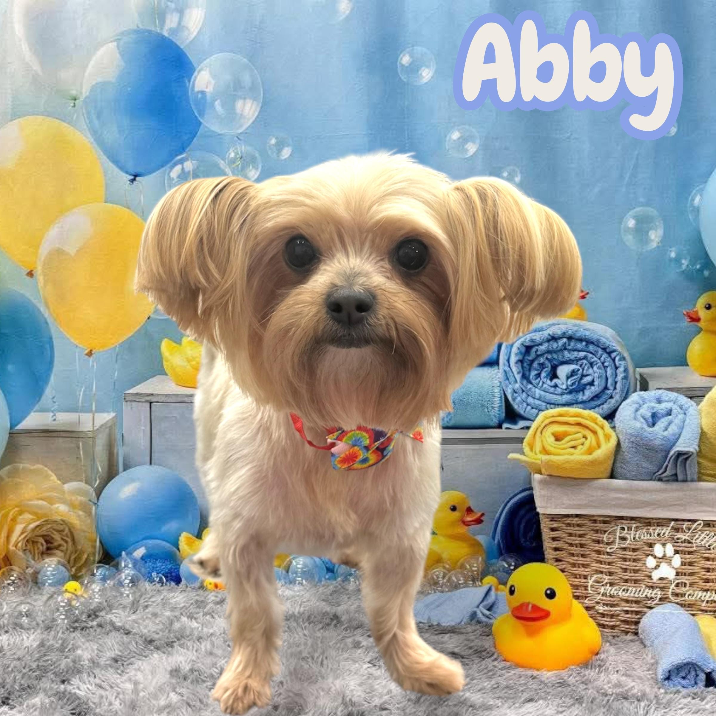 Adopt Abby Today - Pets TheCountyOffice