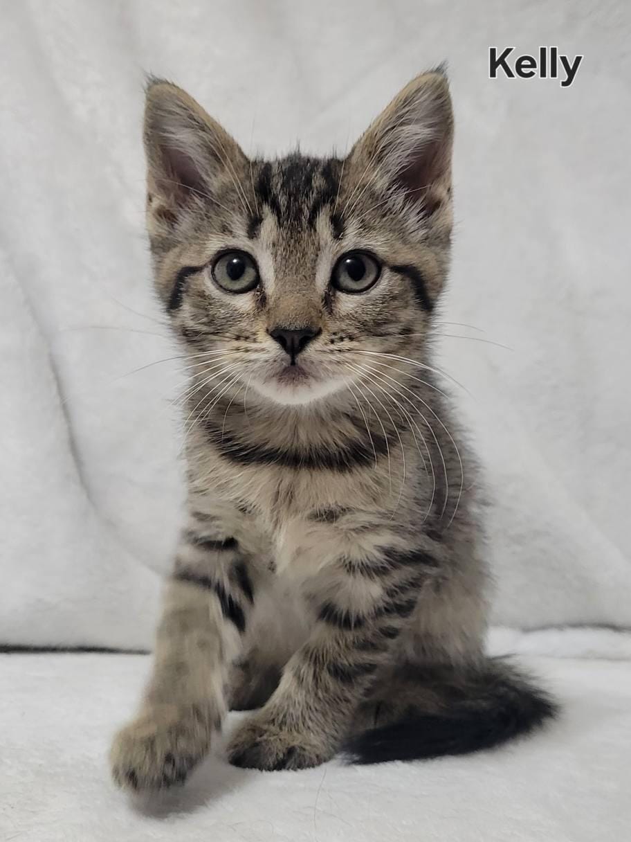 Adopt Kelly Today - Pets TheCountyOffice