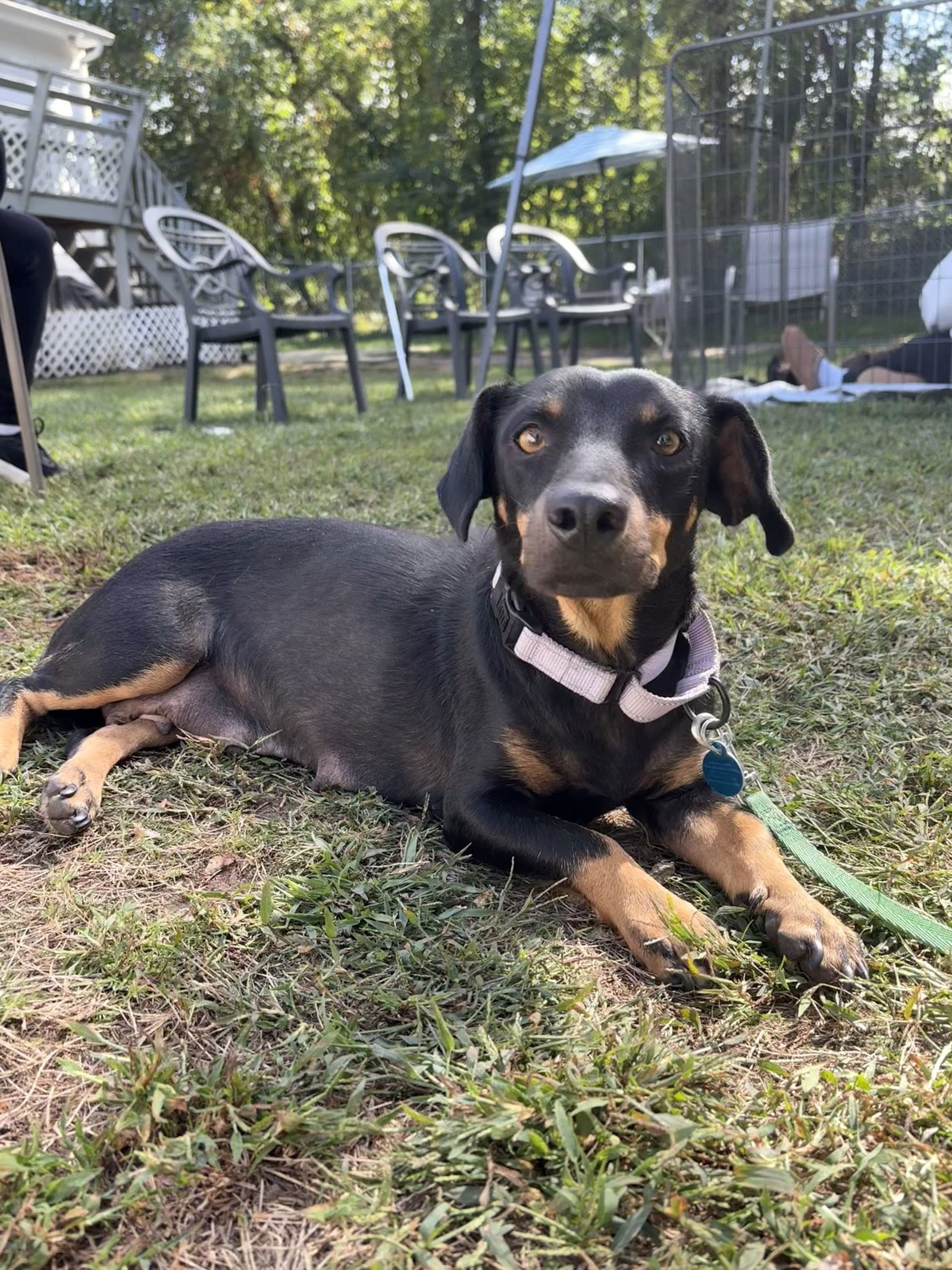 Adopt Sadie in RI Today - Pets TheCountyOffice