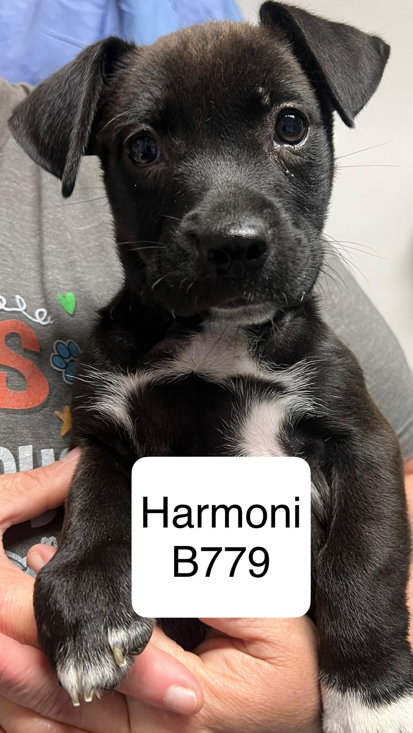 Adopt Harmoni Today - Find Paw Pal