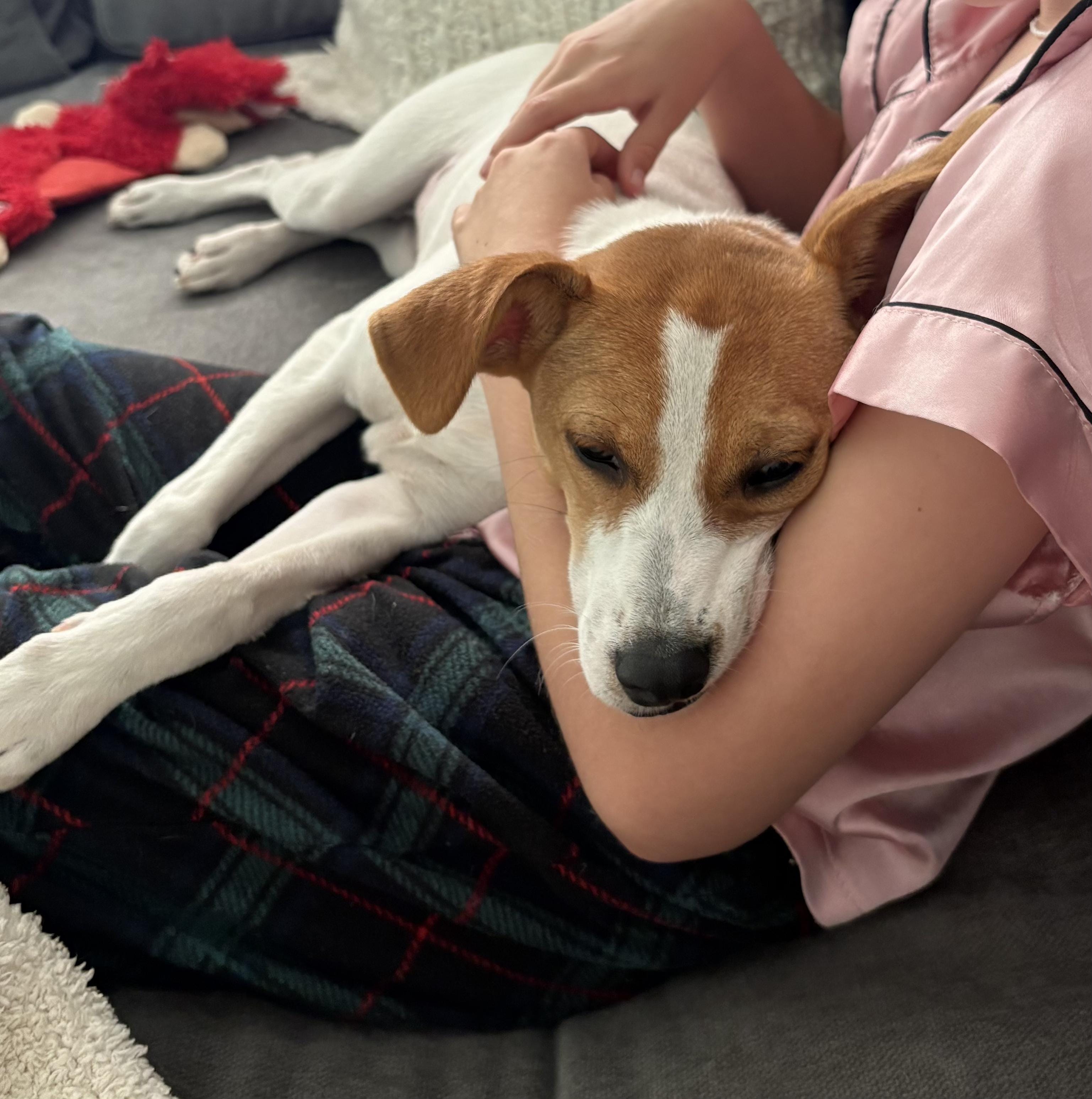 Adopt Little Daisy Today - Pets TheCountyOffice