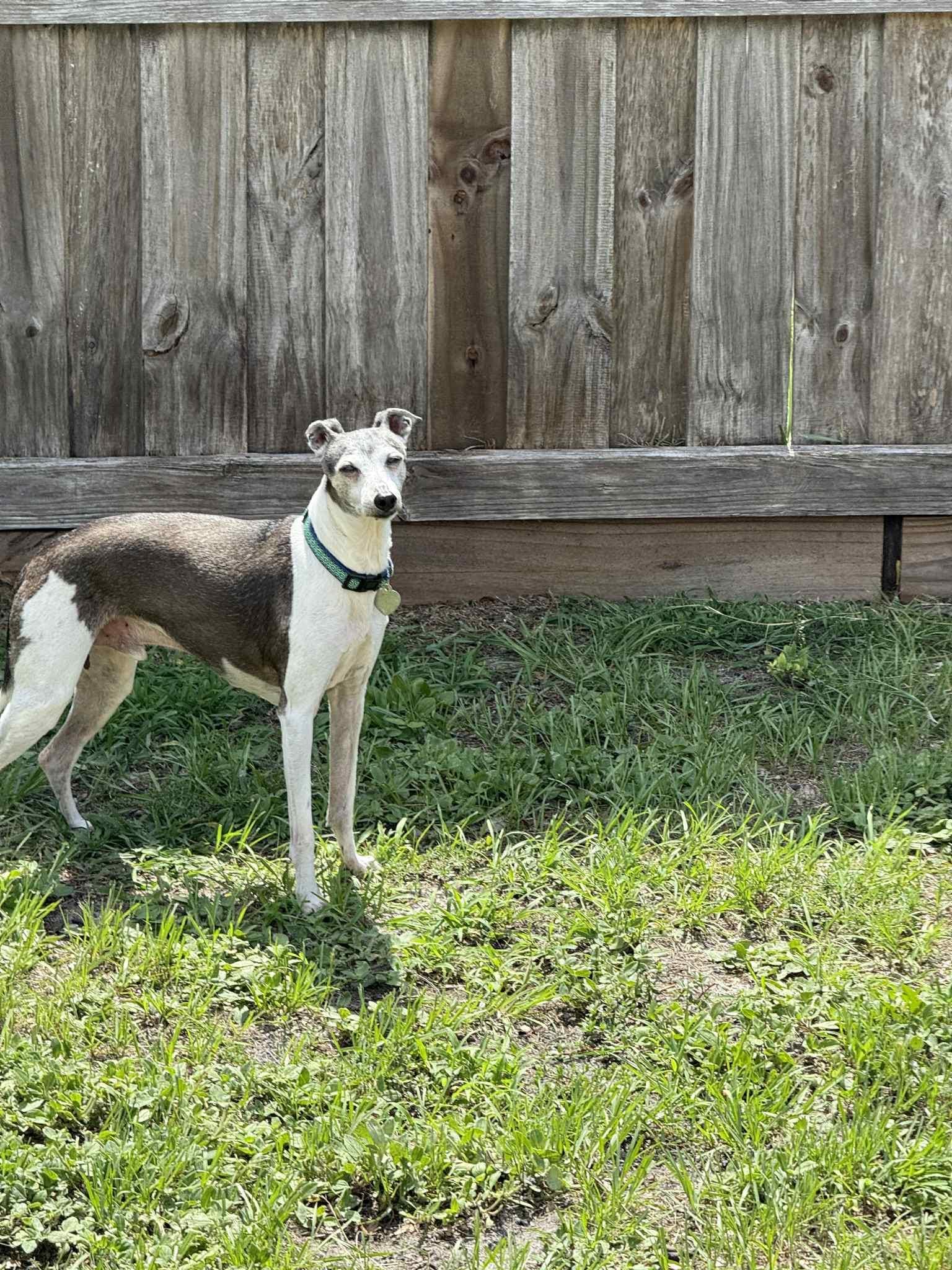 Adopt Peyton - Fostering Florida Today - Pets TheCountyOffice