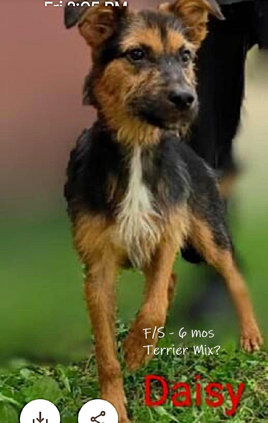 Humane Society Near Me - Find Paw Pal
