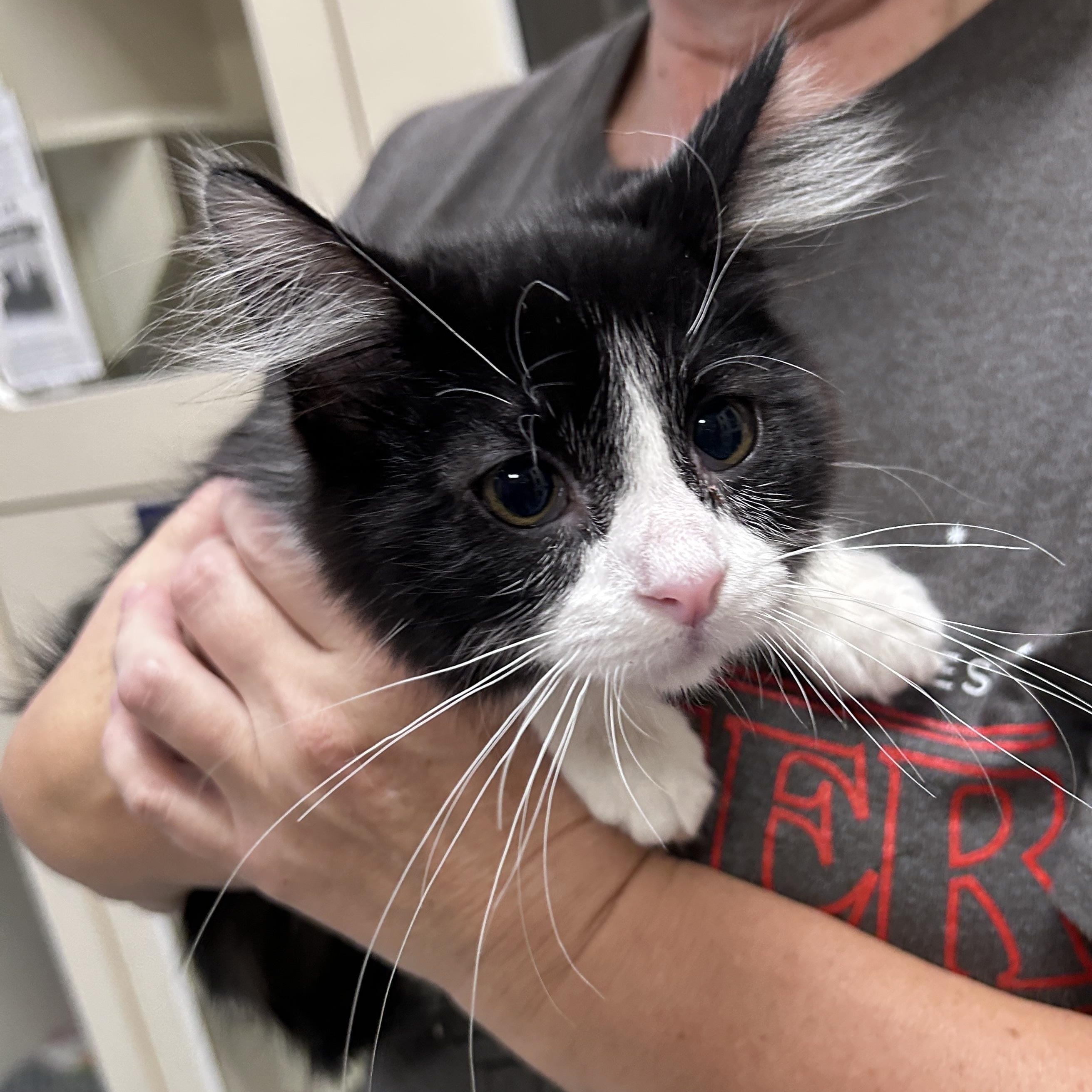 Friendship Animal Protective League in Elyria, OH - Find Paw Pal