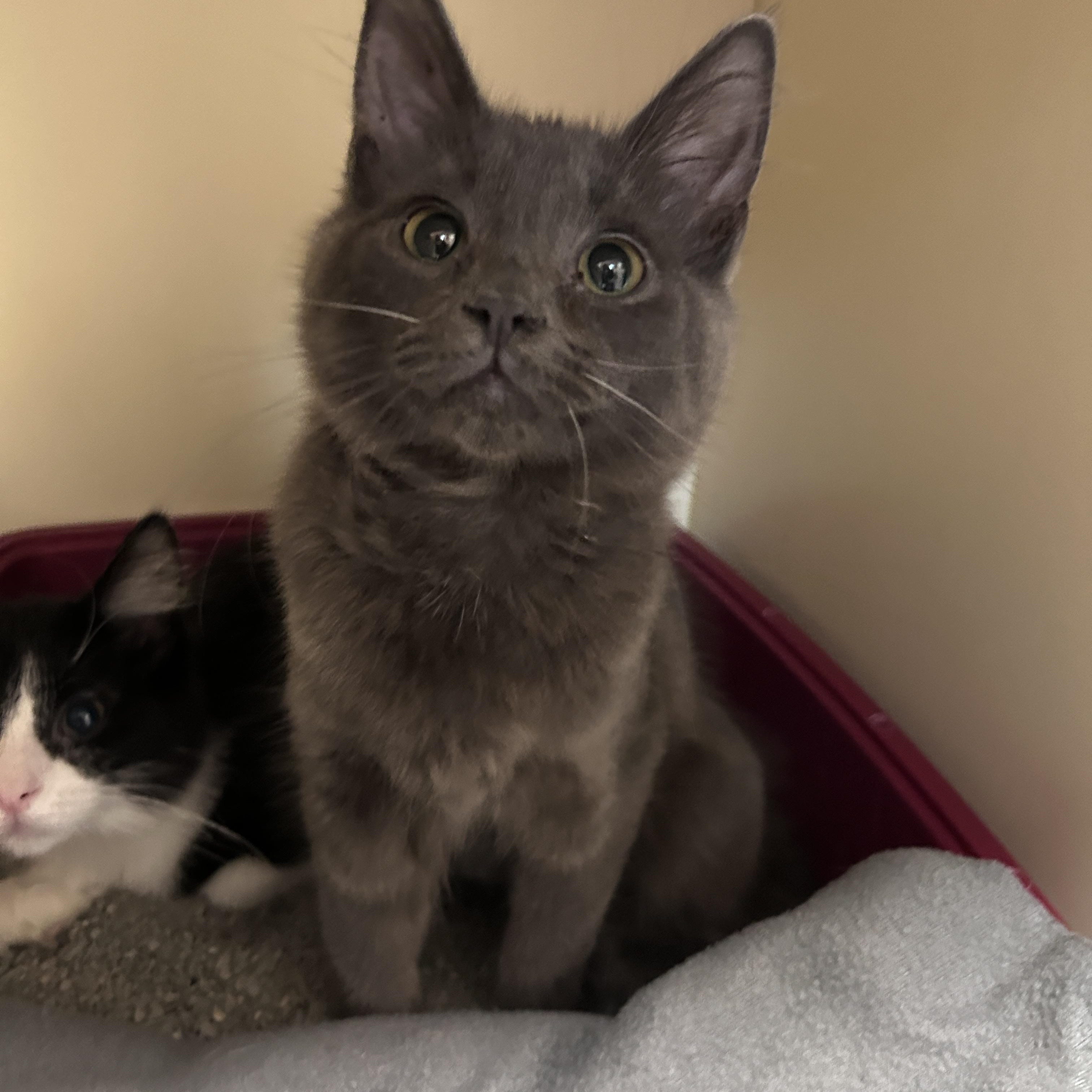 Friendship Animal Protective League in Elyria, OH - Find Paw Pal