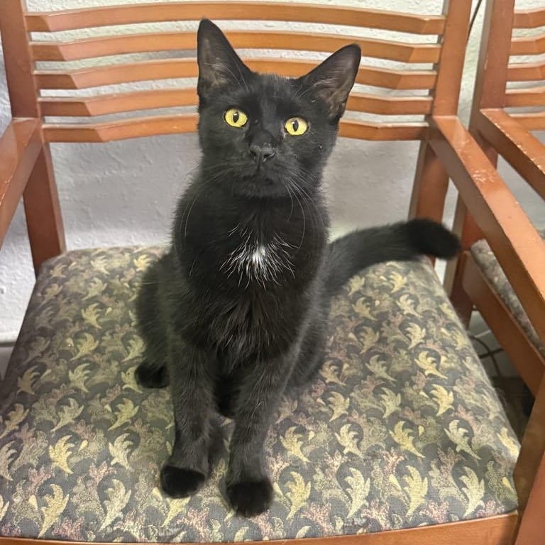 SPCA Near Me - Find Paw Pal