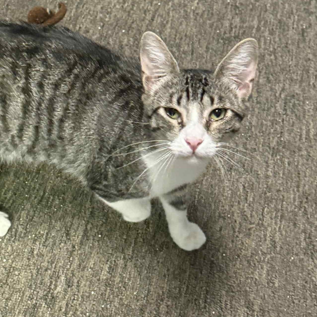 SPCA Near Me - Find Paw Pal