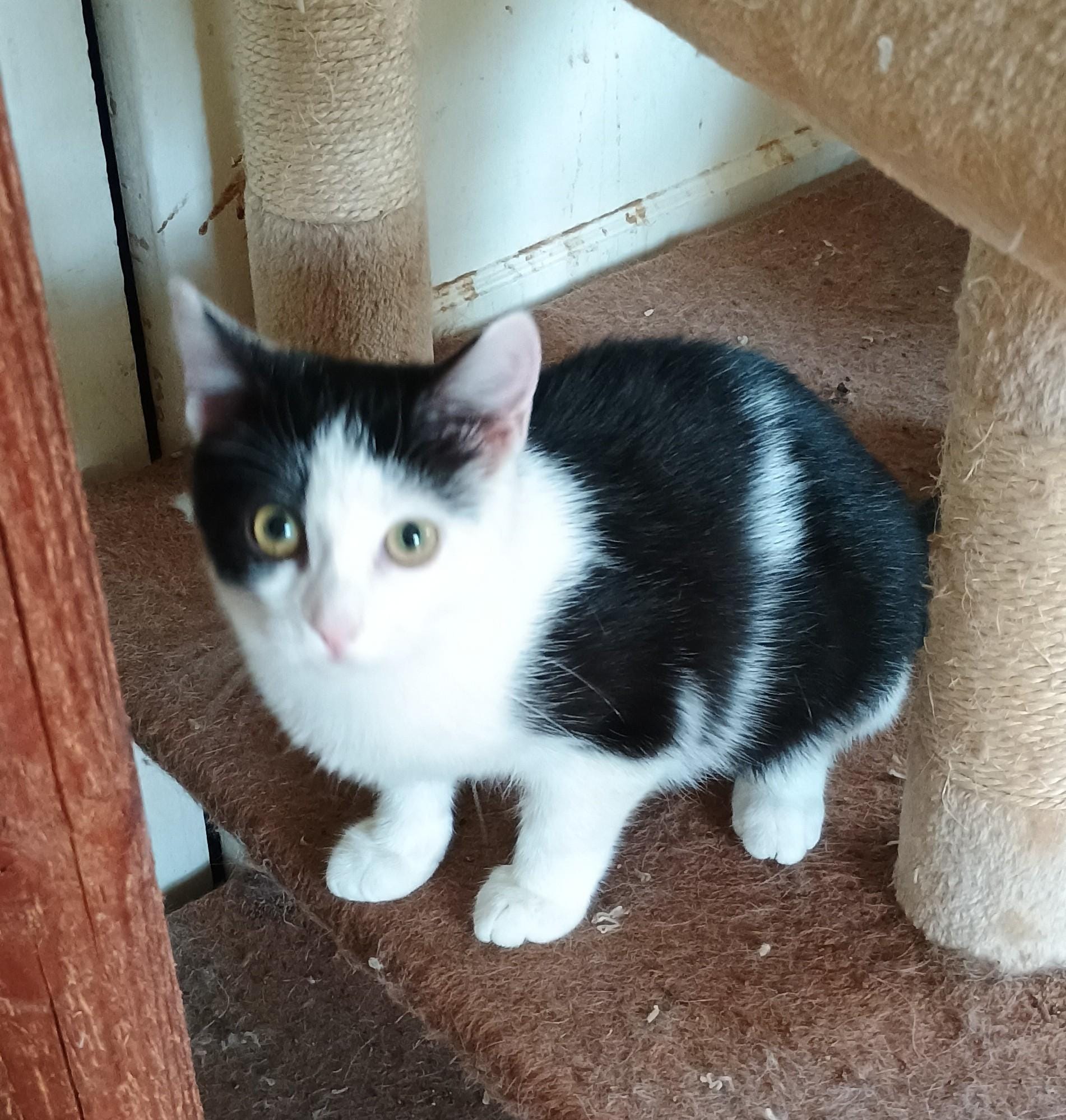Adopt Miss Noodle - shy & loving Today - Find Paw Pal