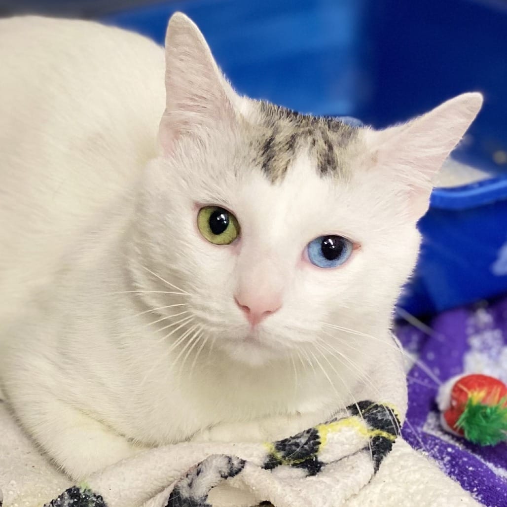 Adopt Omar Gosh Today - Find Paw Pal