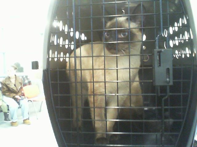 Adopt KIT KAT Today - Find Paw Pal