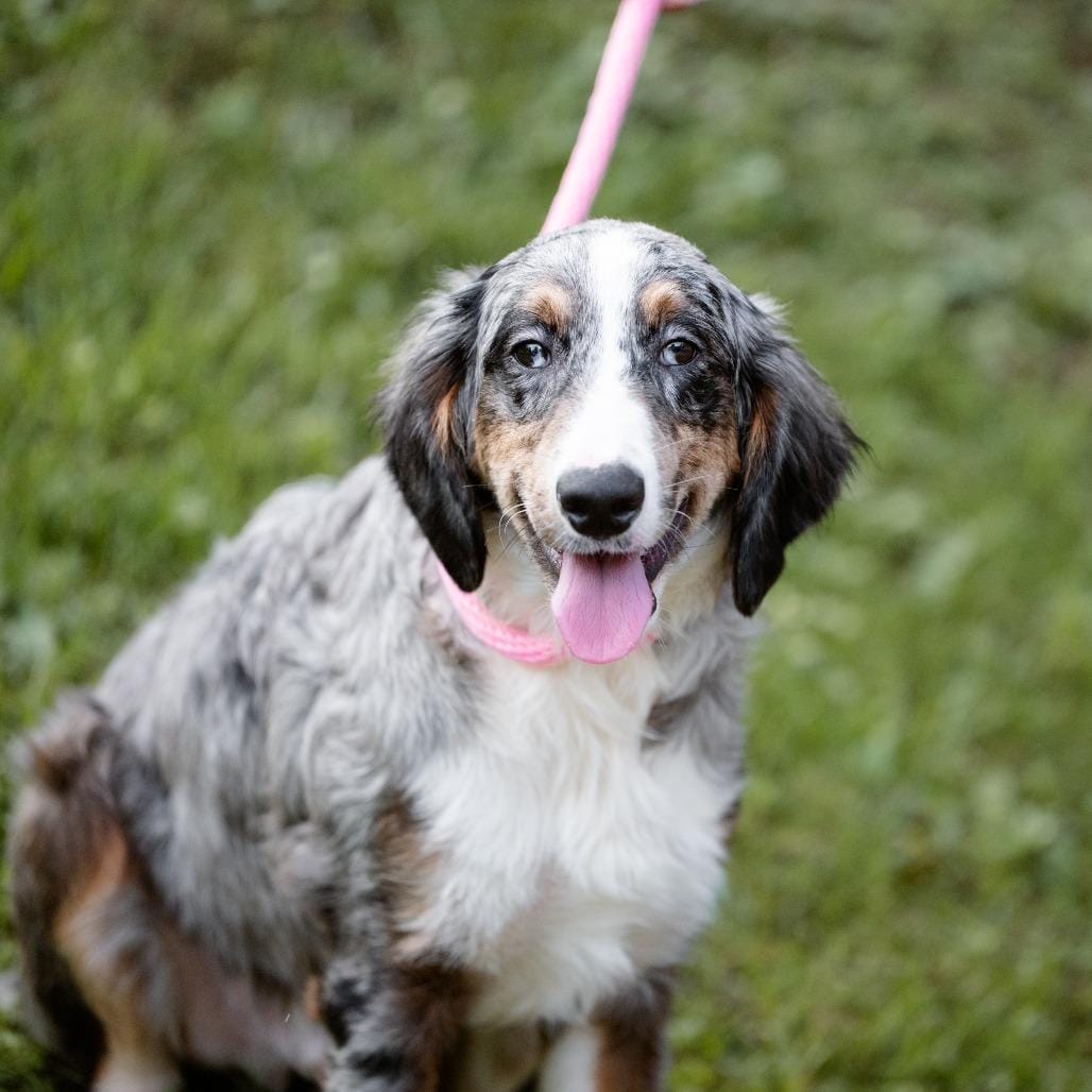 Adopt Travis Today - Pets TheCountyOffice