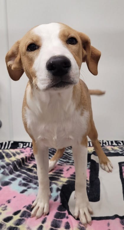 Adopt Kit Today - Find Paw Pal