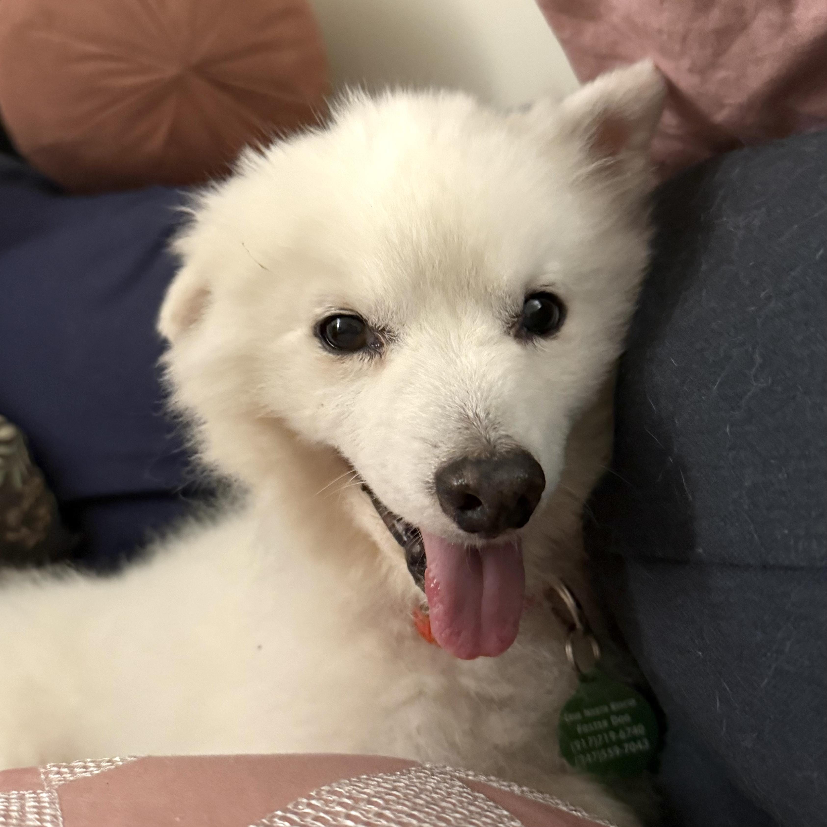 Adopt Coco Today - Find Paw Pal