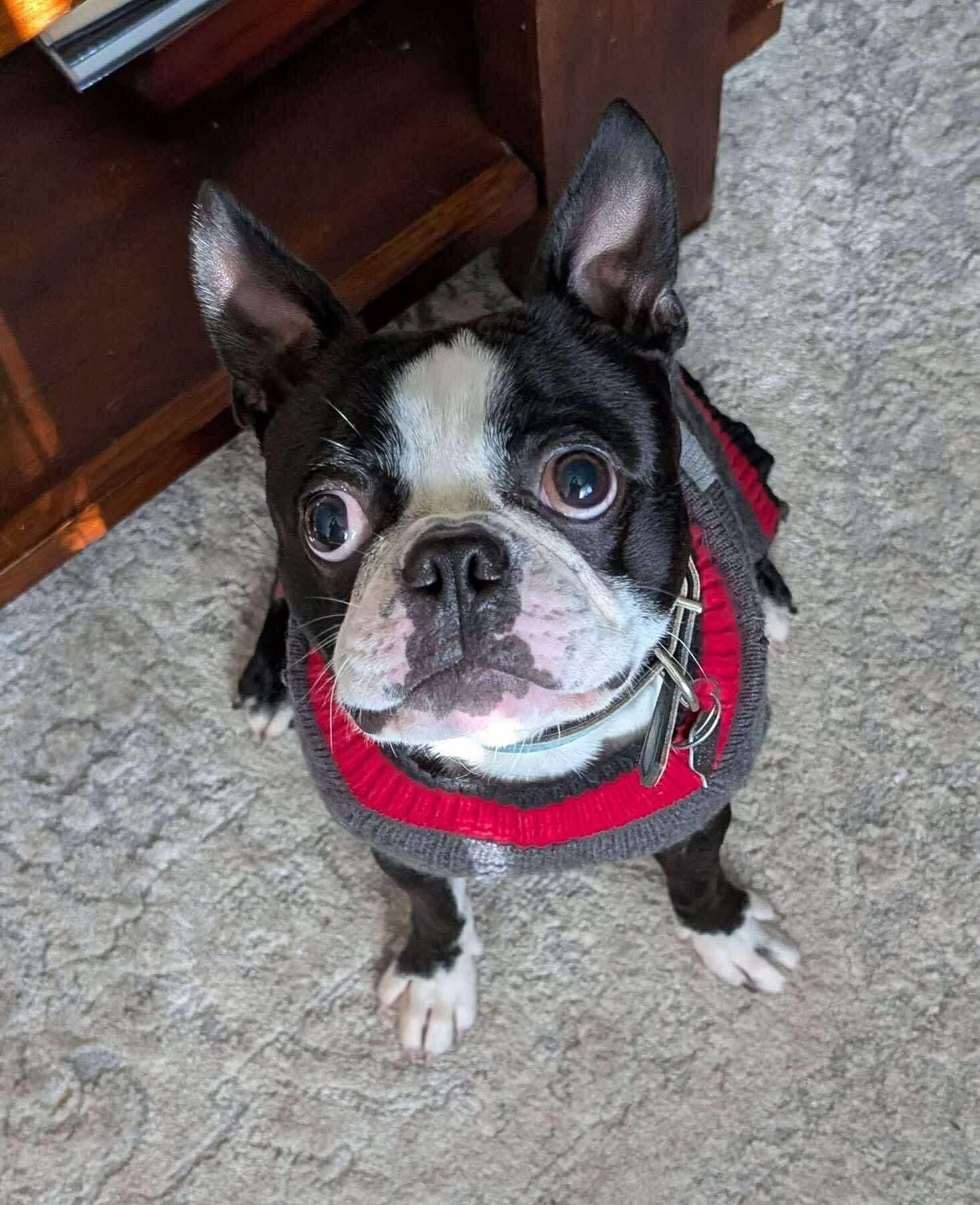Adopt Ozzy Today - Find Paw Pal