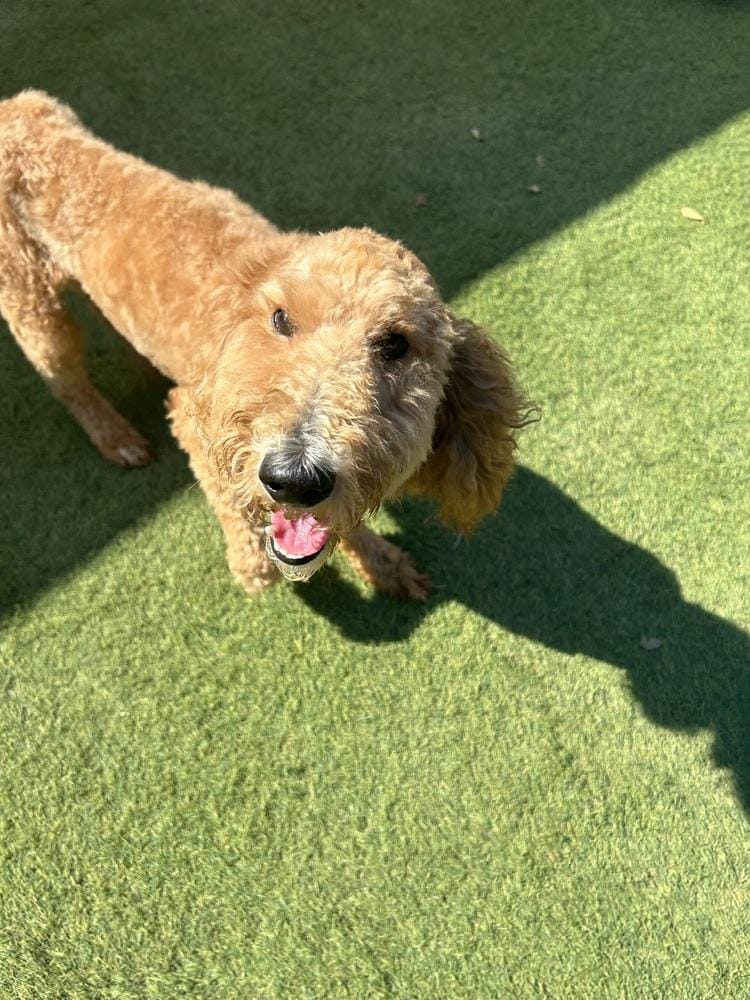 Adopt Merlin Today - Find Paw Pal
