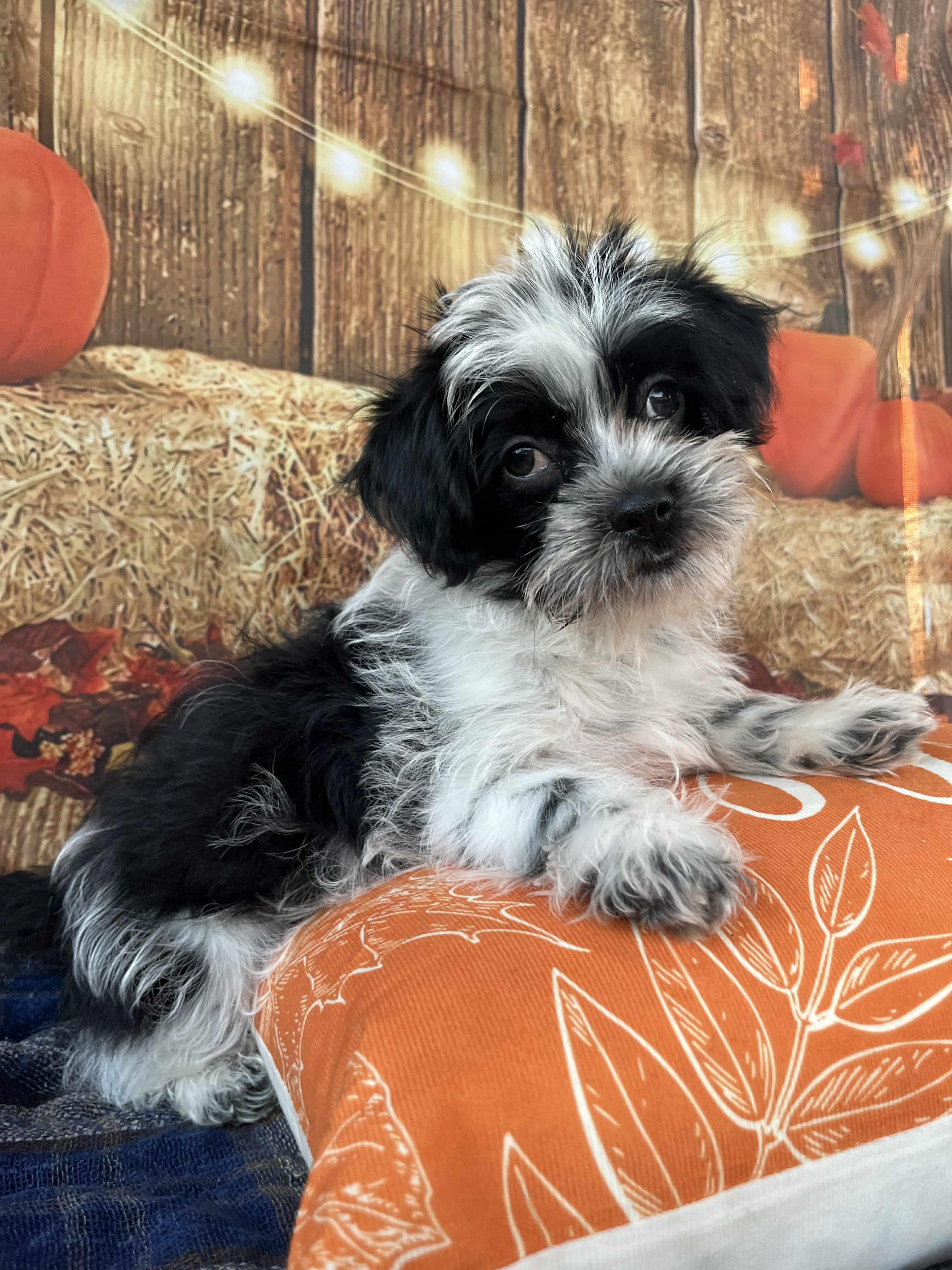 Adopt Mou-Mou Today - Find Paw Pal