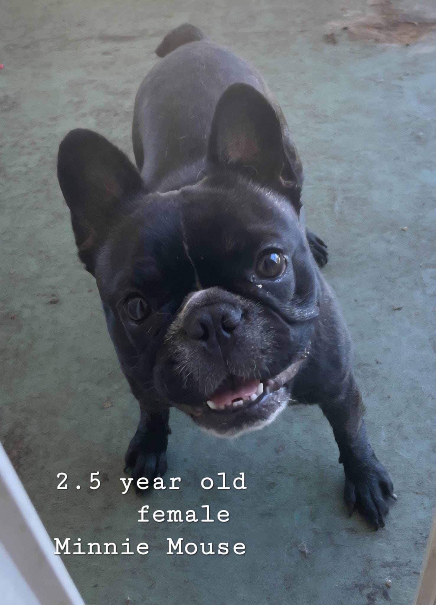 Adopt Minnie Mouse Today - Find Paw Pal