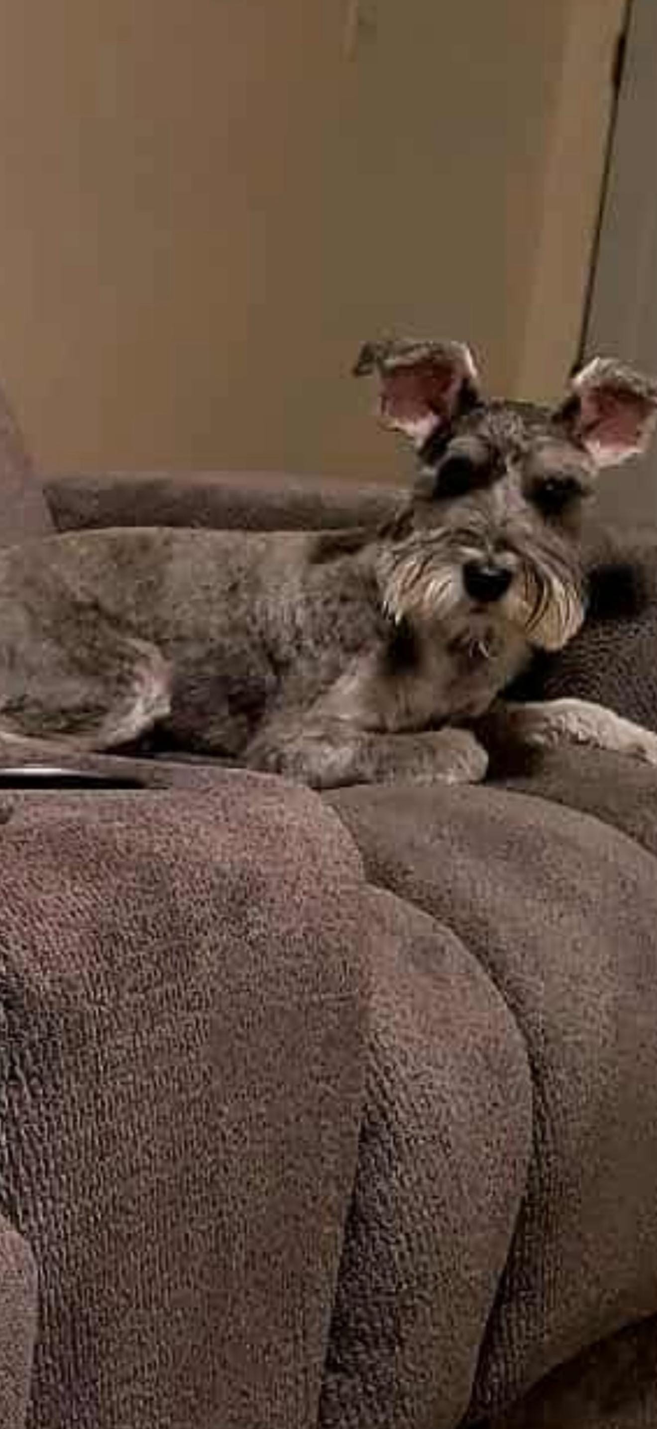 Adopt Stella - The Beautiful Miniature Schnauzer Today - Pets ...