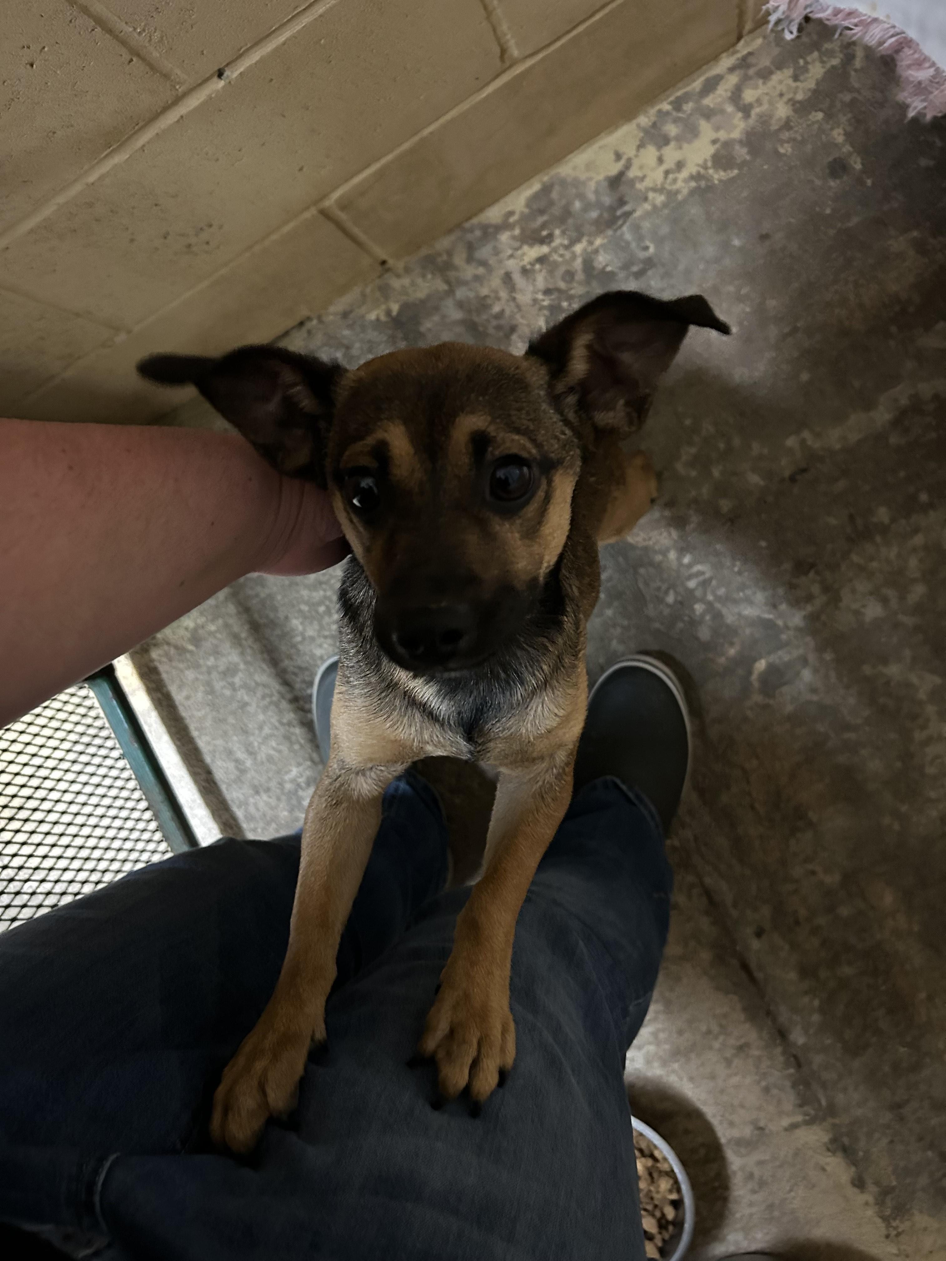 Adopt CHOCO Today - Find Paw Pal