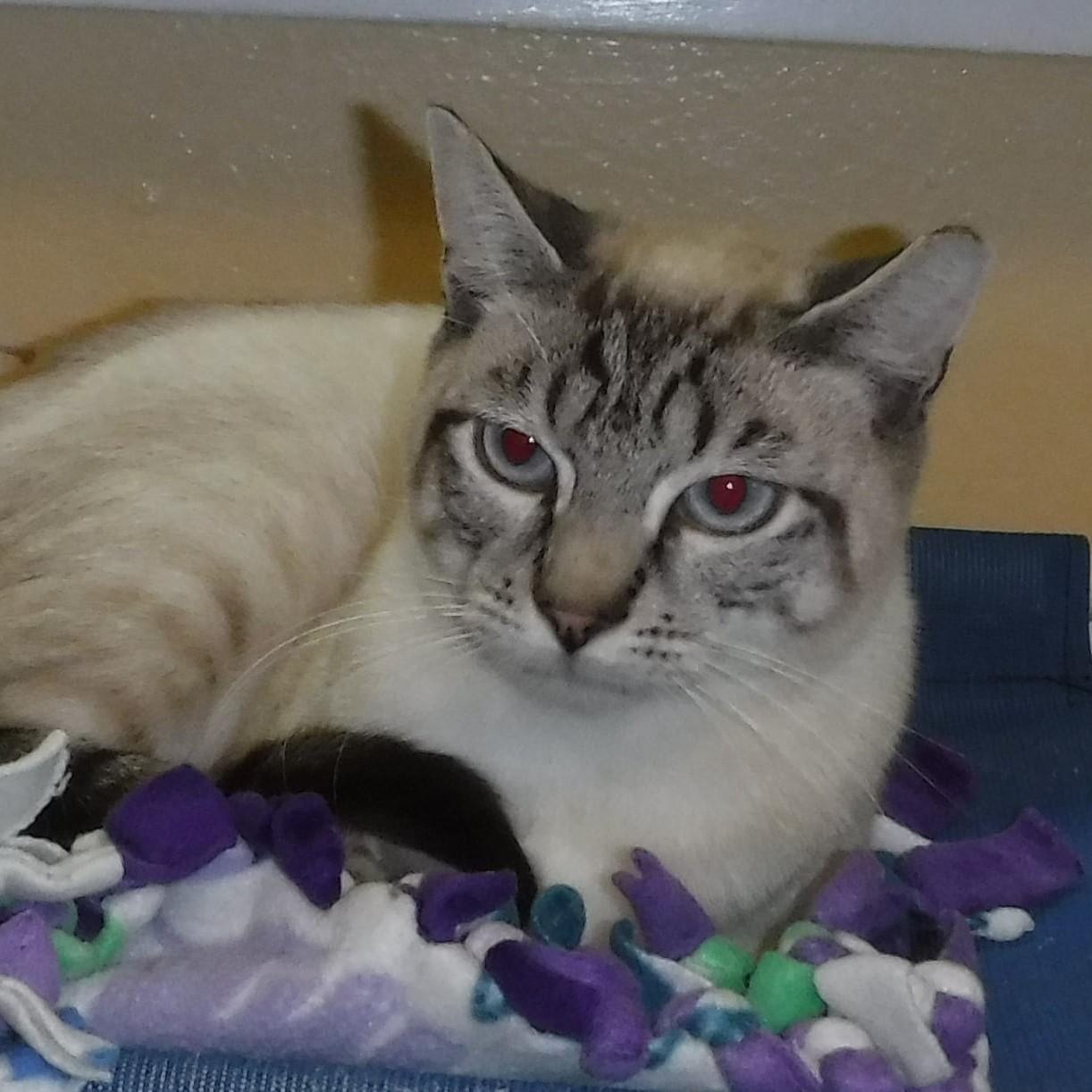 Adopt Carson - Sweet and Quiet Today - Pets TheCountyOffice