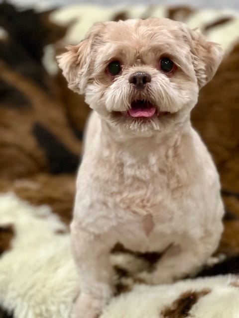 Adopt Kirby Today - Pets TheCountyOffice
