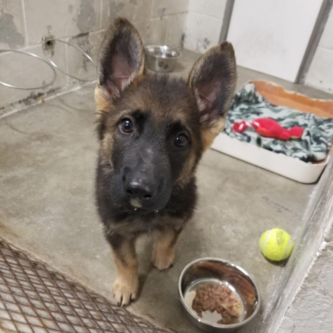 Adopt MAVERICK Today - Pets TheCountyOffice