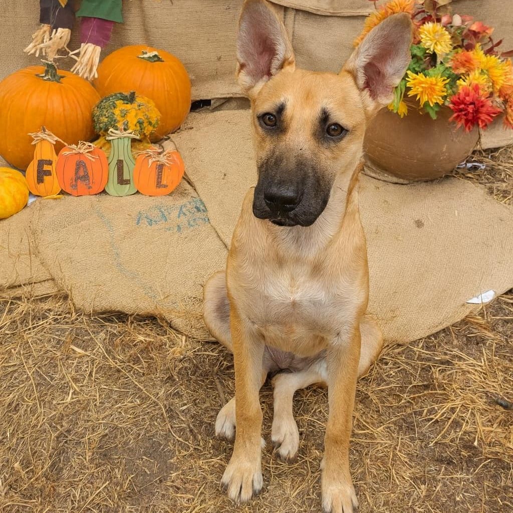 Adopt Terra Today - Find Paw Pal