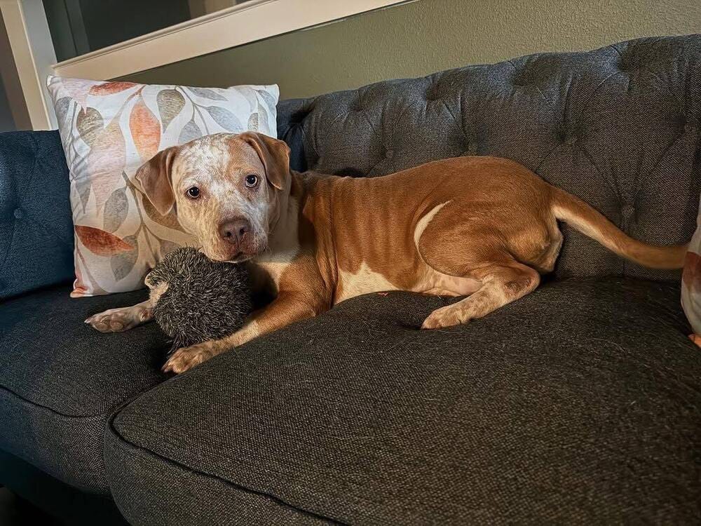 Adopt Peppa PKA Sasha (CP) Today - Find Paw Pal