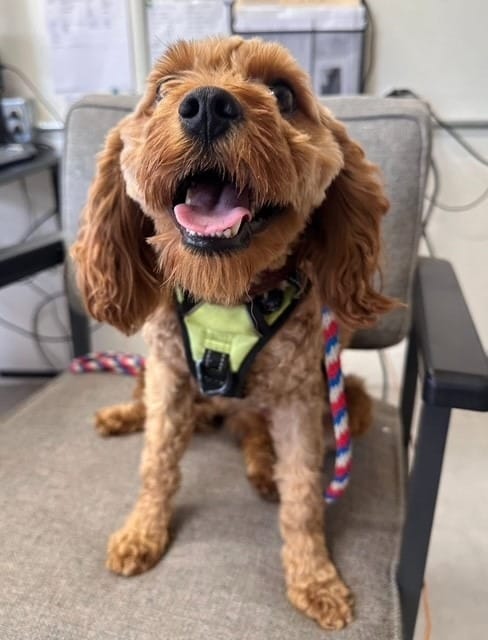 Adopt Canelo Today - Pets TheCountyOffice