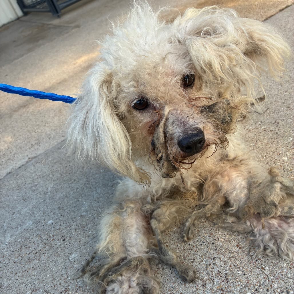 Adopt Mattie Today - Pets TheCountyOffice