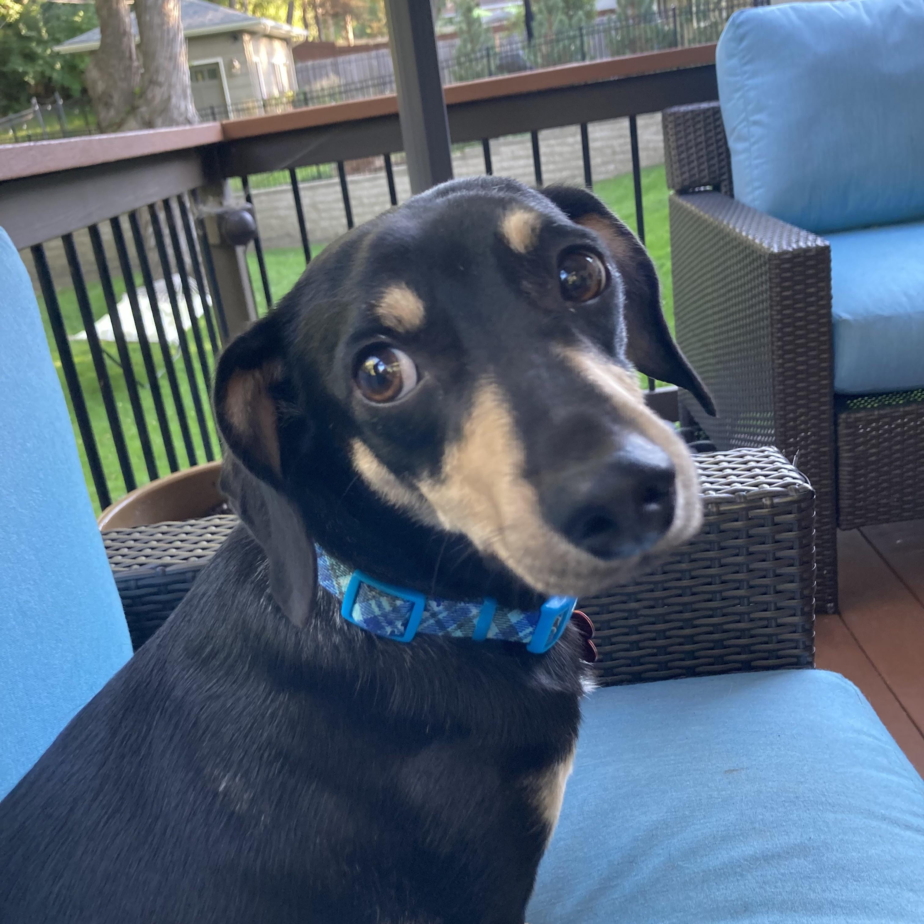 Adopt Boo Today - Pets TheCountyOffice